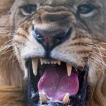 SAFARI Aquila Game Reserve - Round trip + Lunch incl. (Cape Town) - The Value of This Experience