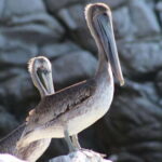 SAFARI THROUGH THE MANGROVES IN VENTANILLA OAXACA - Exploring the Itinerary in Detail