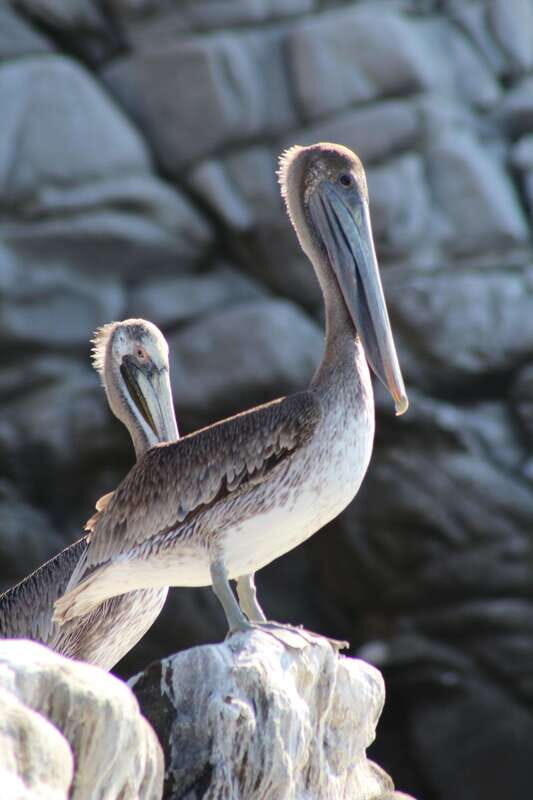 SAFARI THROUGH THE MANGROVES IN VENTANILLA OAXACA - Exploring the Itinerary in Detail