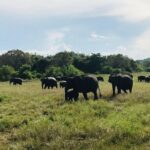 Safari Tour at Minneriya National Park - Practical Tips for a Smooth Safari