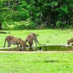 Safari Tour Yala National Park - 2 nights 3 days - Day 3: Coastal Highlights and Cultural Splendors