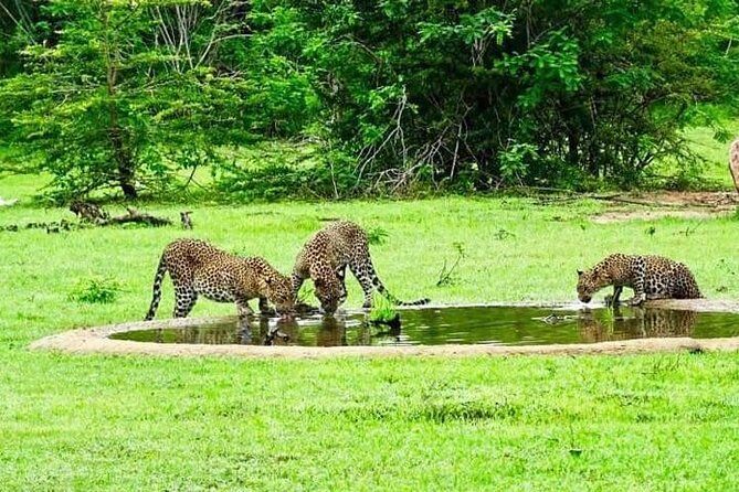 Safari Tour Yala National Park - 2 nights 3 days - Day 3: Coastal Highlights and Cultural Splendors