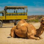 Safari with Camel Caravan to Explore Bajas Nature, Culture and Cuisine - The Realities: Pros and Cons from Traveler Feedback