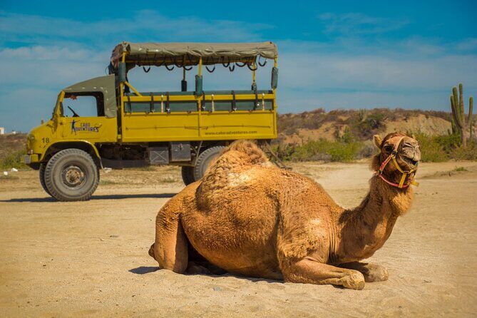 Safari with Camel Caravan to Explore Bajas Nature, Culture and Cuisine - The Realities: Pros and Cons from Traveler Feedback
