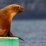 Sail Bainbridge Island & Seattle Waters - Classic Sailboat - Setting the Scene: What to Expect on Your Sail