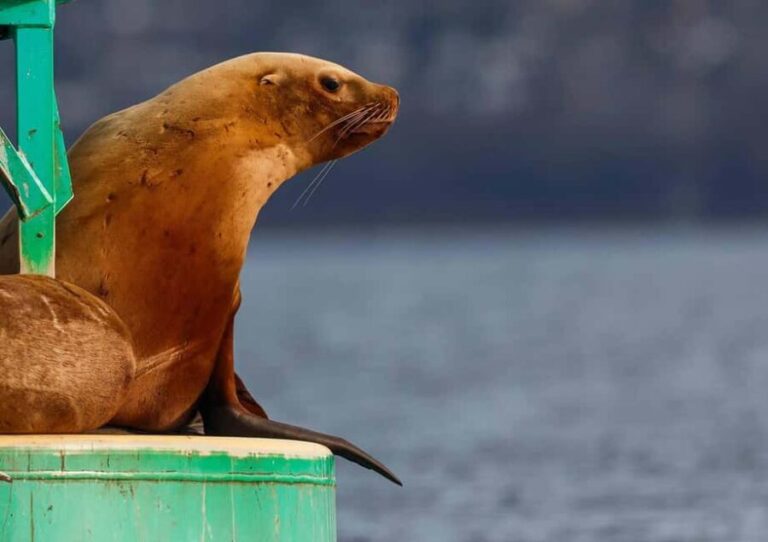 Sail Bainbridge Island & Seattle Waters - Classic Sailboat - Setting the Scene: What to Expect on Your Sail