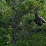 Saint John River: River Relics Kayak Tour - Who Will Love This Tour?