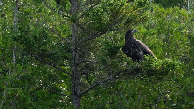 Saint John River: River Relics Kayak Tour - Who Will Love This Tour?