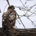 Saint Joseph: Missouri Eagle Waterfowl Photography Tour - Why This Tour Shines