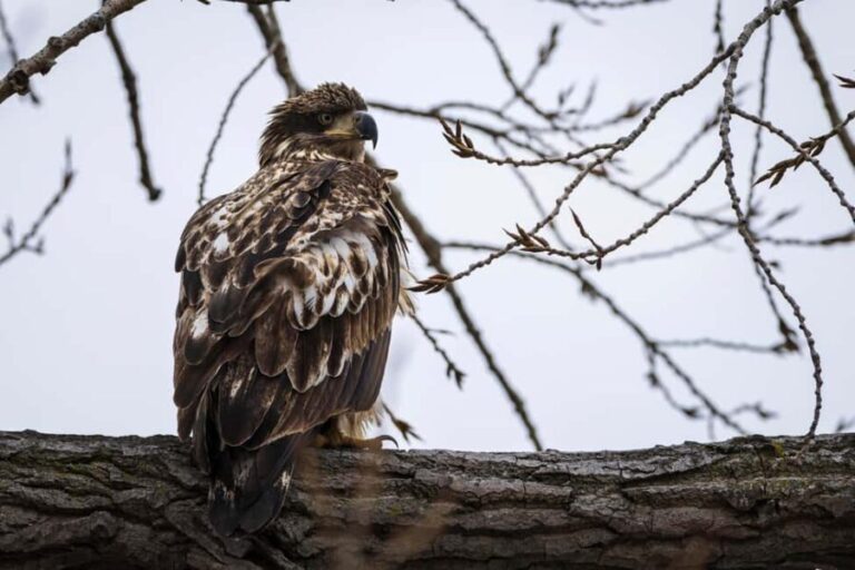 Saint Joseph: Missouri Eagle Waterfowl Photography Tour - Why This Tour Shines