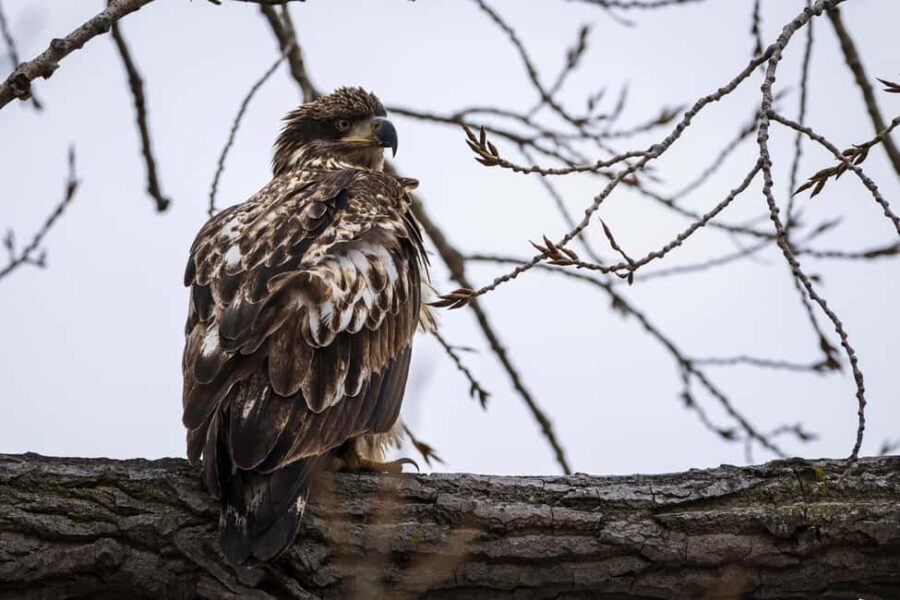 Saint Joseph: Missouri Eagle Waterfowl Photography Tour - Why This Tour Shines