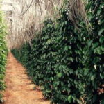 Salt Farm, Secret Lake, Secret Caves & Paper Farm - A Practical Guide to the Kampot Countryside Tour