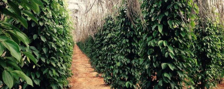 Salt Farm, Secret Lake, Secret Caves & Paper Farm - A Practical Guide to the Kampot Countryside Tour