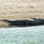 Same Day Trip To National Chambal Sanctuary From Agra With River Safari - What Does the Tour Include?