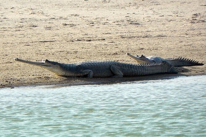 Same Day Trip To National Chambal Sanctuary From Agra With River Safari - What Does the Tour Include?