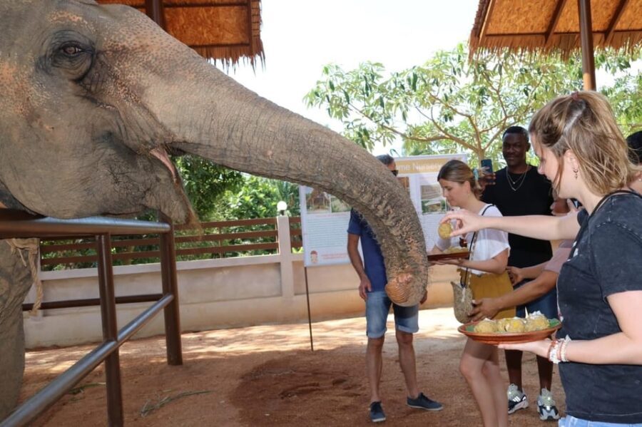 Samui: Feeding Program at the Elephant Home Nursery - Why This Tour Stands Out