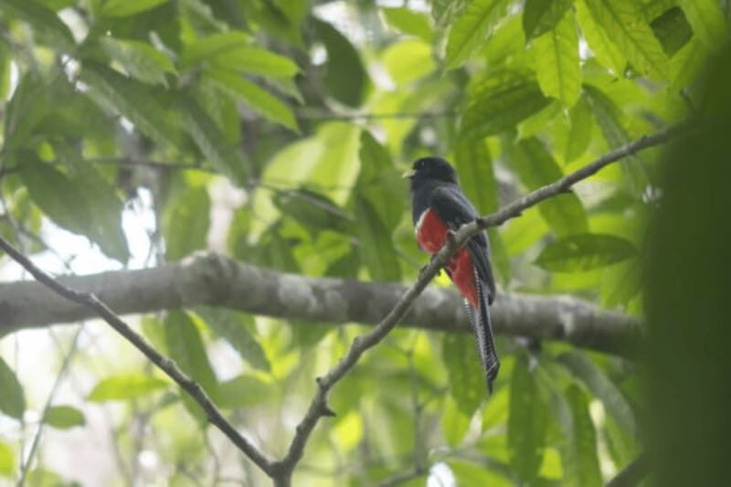 San Cristobal: 4 Days Nature Tour in the Lacandon Jungle - The Experience’s Practical Details