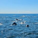 San Diego: 3 Hour Whale Watching Cruise - Final Thoughts