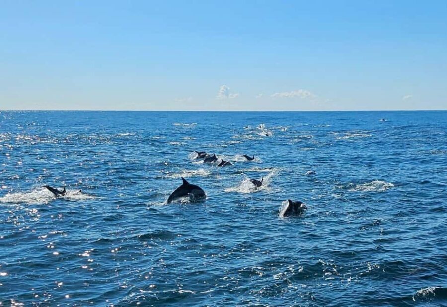 San Diego: 3 Hour Whale Watching Cruise - Final Thoughts