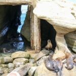 San Diego Day Tour from Orange County - Balboa Park: Culture, Gardens, and Museums