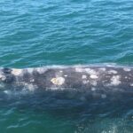 San Diego Whale Watching 3 Hour Tour Mission Bay on the Legacy - The Itinerary Breakdown