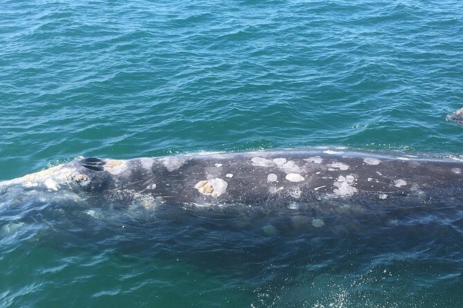 San Diego Whale Watching 3 Hour Tour Mission Bay on the Legacy - The Itinerary Breakdown