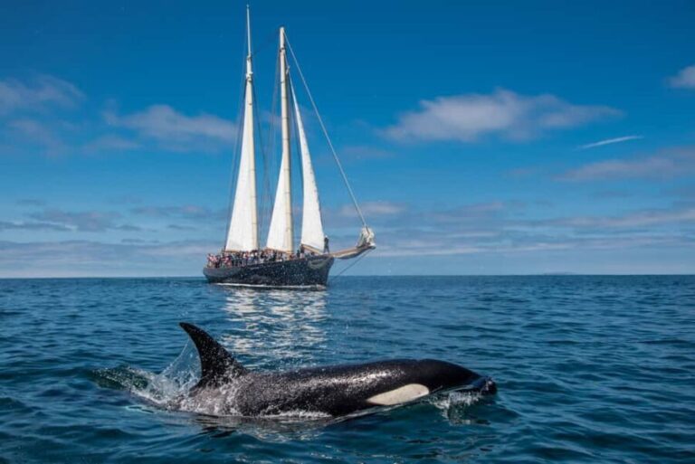 San Diego: Whale Watching Cruise on the Yacht America - What Makes This Tour Stand Out?