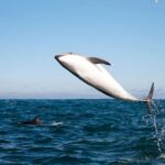 San Diego: Whale Watching Tour - Final Thoughts: Is It Worth It?