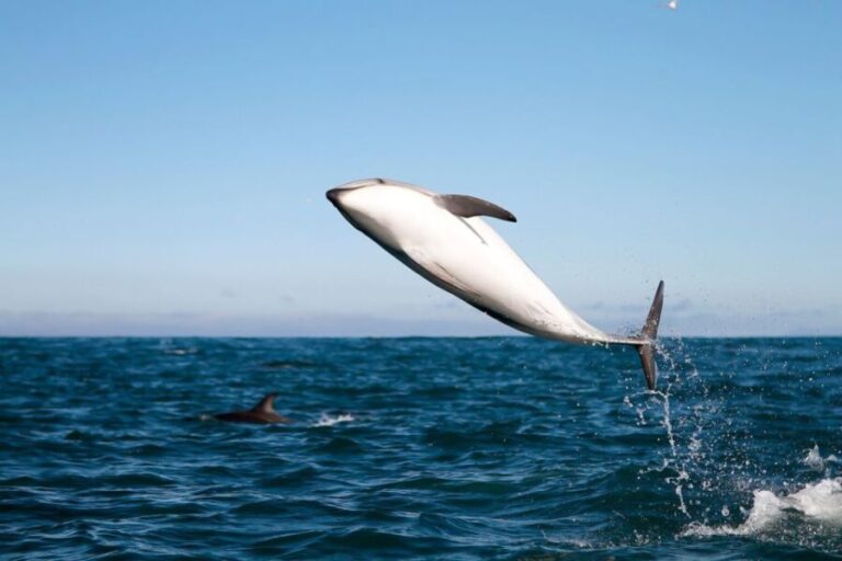 San Diego: Whale Watching Tour - Final Thoughts: Is It Worth It?