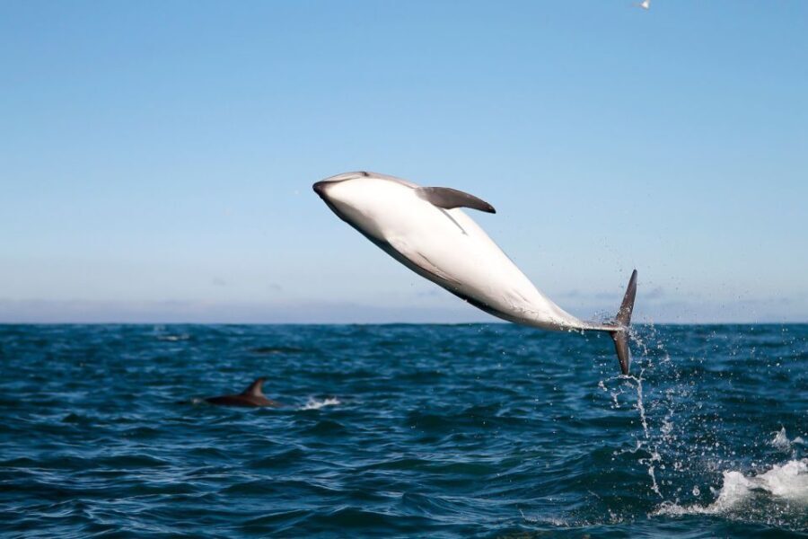 San Diego: Whale Watching Tour - Final Thoughts: Is It Worth It?