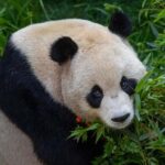 San Diego Zoo Admission Ticket - FAQ