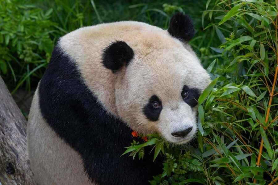 San Diego Zoo Admission Ticket - FAQ