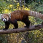 San Diego Zoo and Safari Park 2-Day Entry Ticket - FAQ