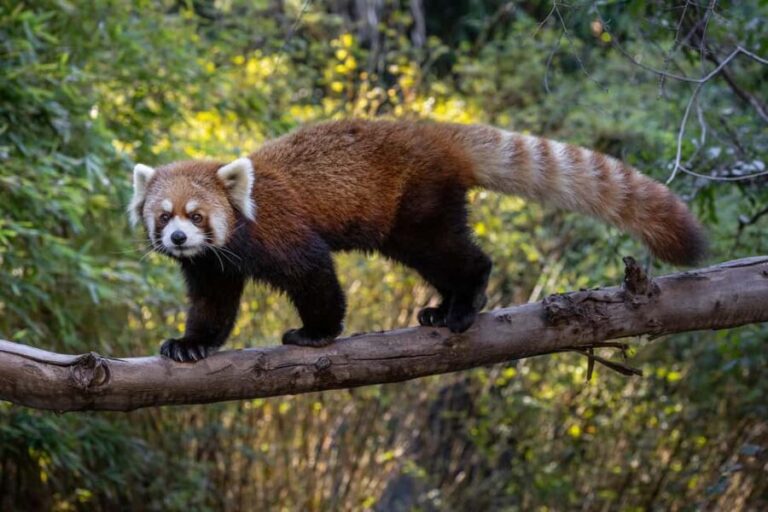 San Diego Zoo and Safari Park 2-Day Entry Ticket - FAQ