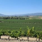 San Francisco: Half-Day Wine Tour with 2 Tastings Included - The Experience: What You’ll Love and What to Consider