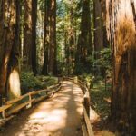 San Francisco Muir Woods Tour and Bike The Golden Gate Bridge - The Value and Practical Aspects