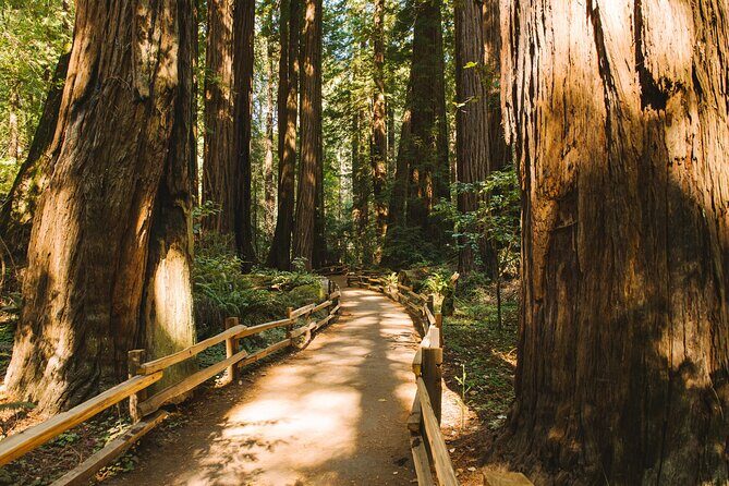 San Francisco Muir Woods Tour and Bike The Golden Gate Bridge - The Value and Practical Aspects