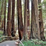San Francisco, Redwoods & Sausalito: A Scenic Small-Group Escape - Transportation and Group Size
