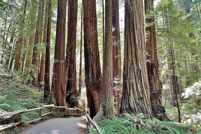 San Francisco, Redwoods & Sausalito: A Scenic Small-Group Escape - Transportation and Group Size