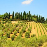 San Gimignano, Siena, Monteriggioni: Fully Escorted Tour, Lunch & Wine Tasting - Who Should Consider This Tour?