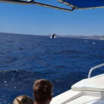 San José del Cabo: Ocean Safari - Practicalities and Logistics