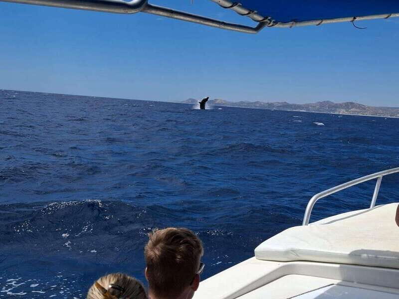San José del Cabo: Ocean Safari - Practicalities and Logistics