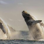 San Jose del Cabo Whale Watching - Breaking Down the Itinerary