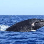 San José del Cabo: Whale Watching Experience - The Reviews Speak for Themselves