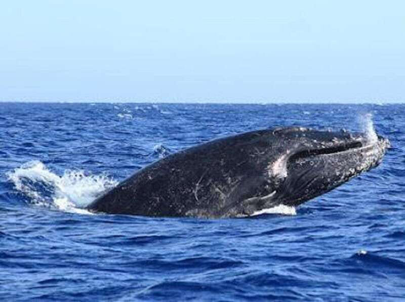 San José del Cabo: Whale Watching Experience - The Reviews Speak for Themselves