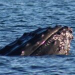 San Jose del Cabo Whale Watching Sunrise Tour - Key Points