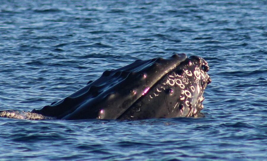 San Jose del Cabo Whale Watching Sunrise Tour - Key Points