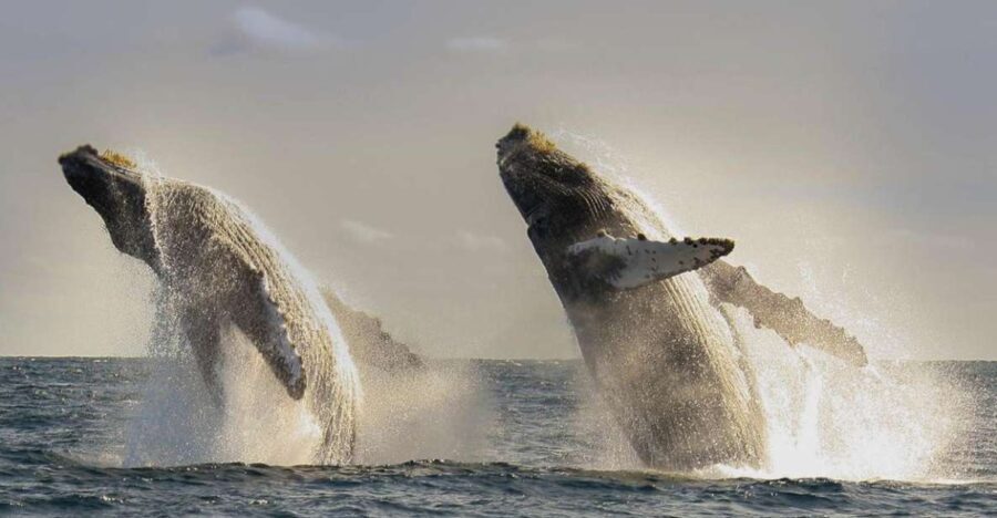 San Jose del Cabo Whale Watching - Breaking Down the Itinerary