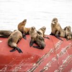 San Pedro: West Harbor LA Dolphin & Whale Watching Cruise - Who Will Love This Experience?