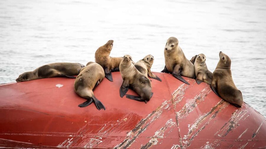 San Pedro: West Harbor LA Dolphin & Whale Watching Cruise - Who Will Love This Experience?